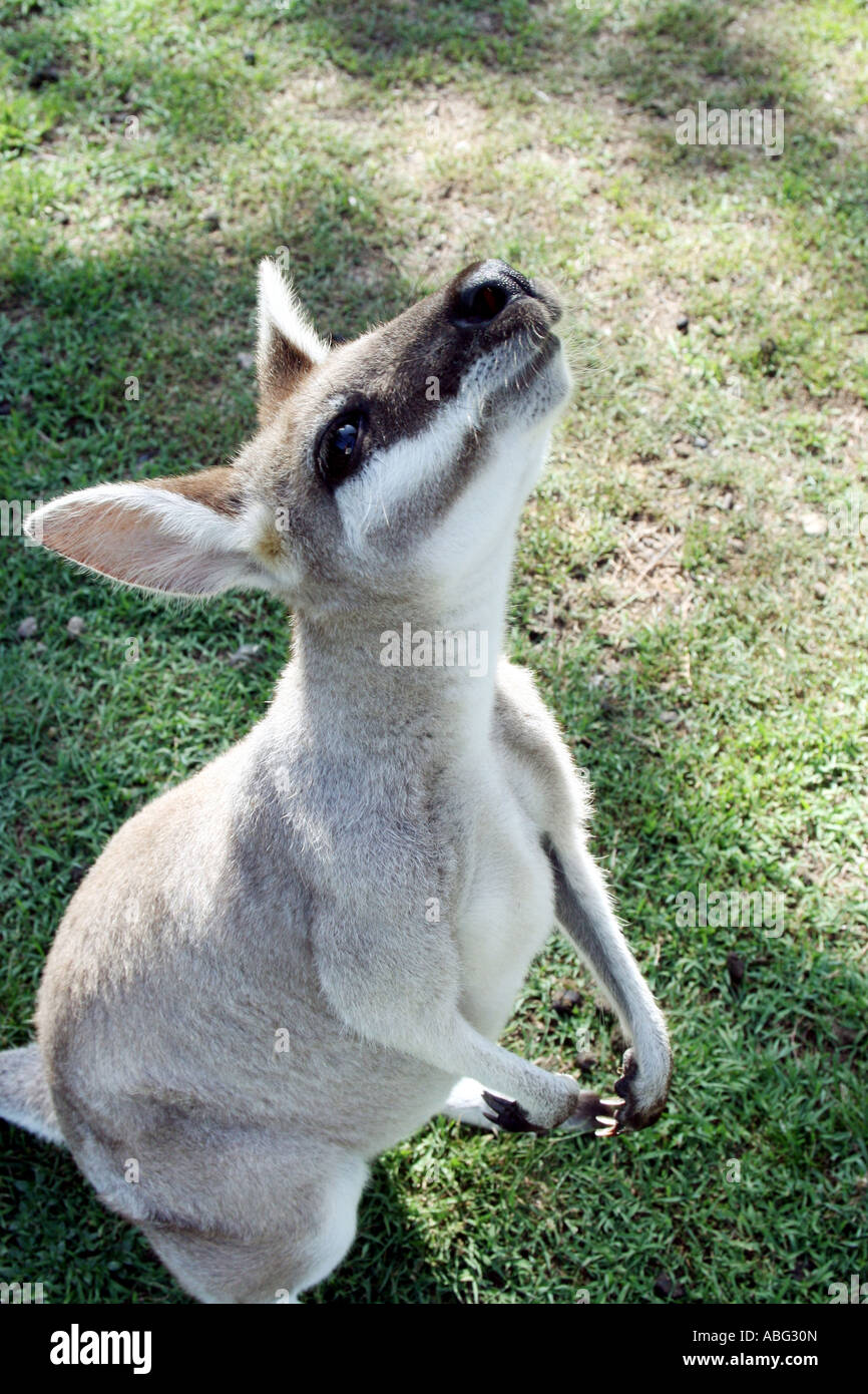 kangaroo at a kangaroo refuge center in australia Stock Photo - Alamy