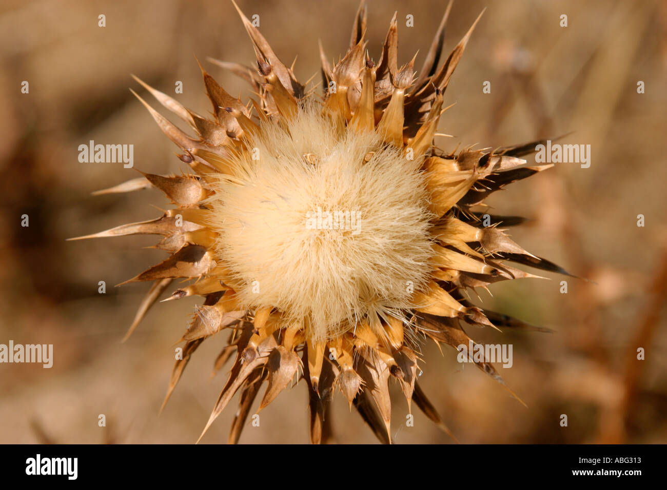 Dried thistle flower hi-res stock photography and images - Alamy