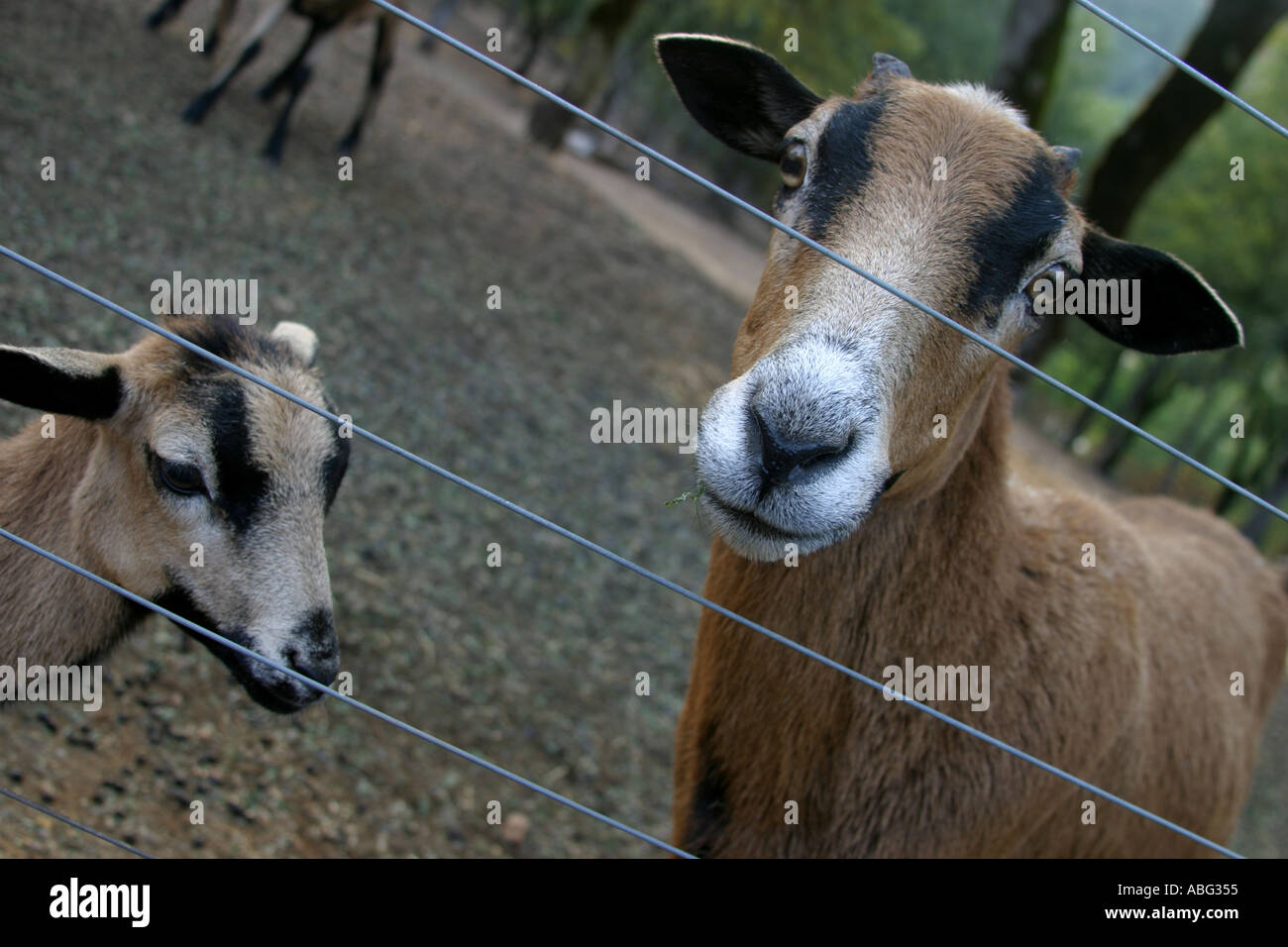 Quizzical sheep hi-res stock photography and images - Alamy