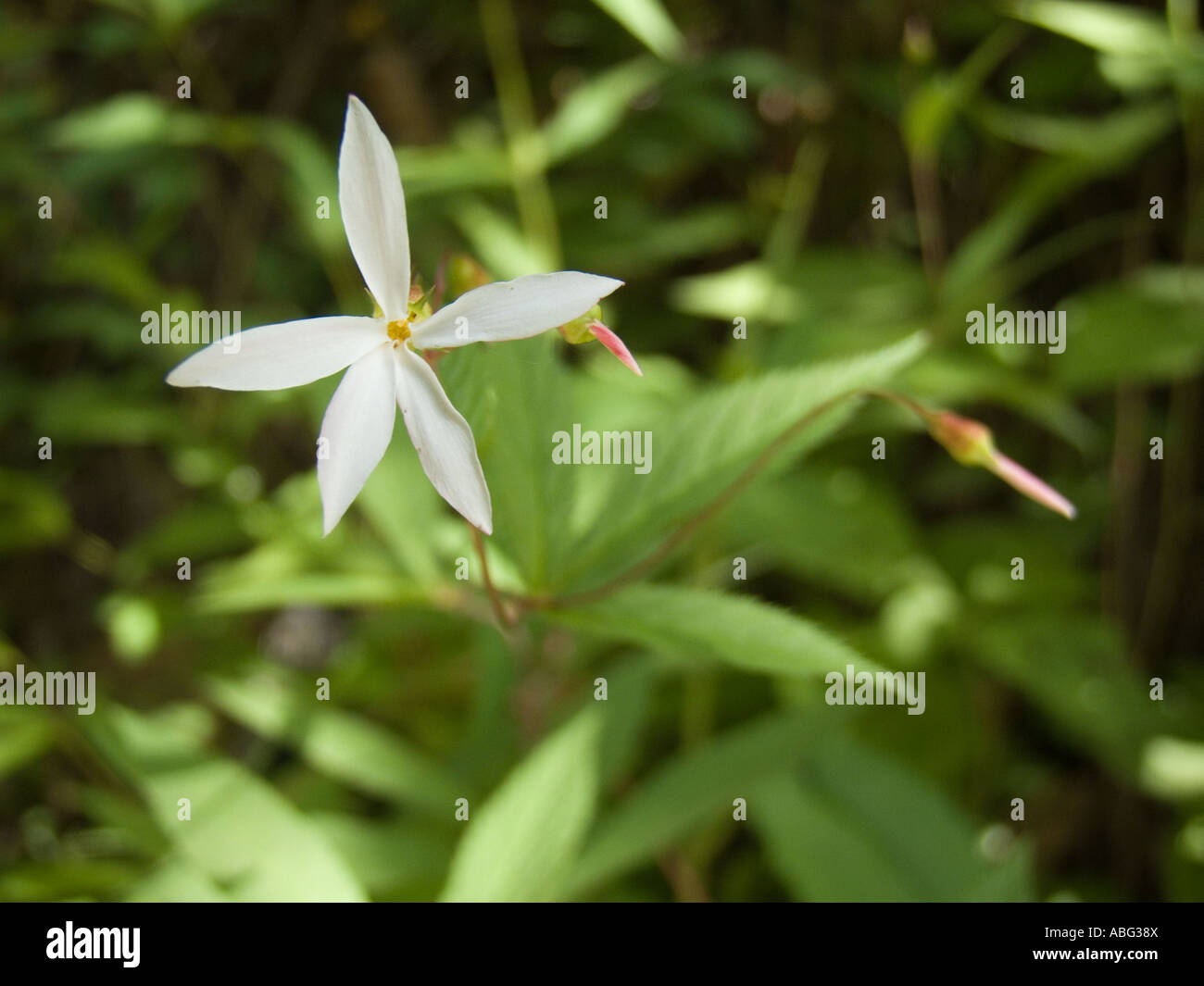 Bowman root hi-res stock photography and images - Alamy