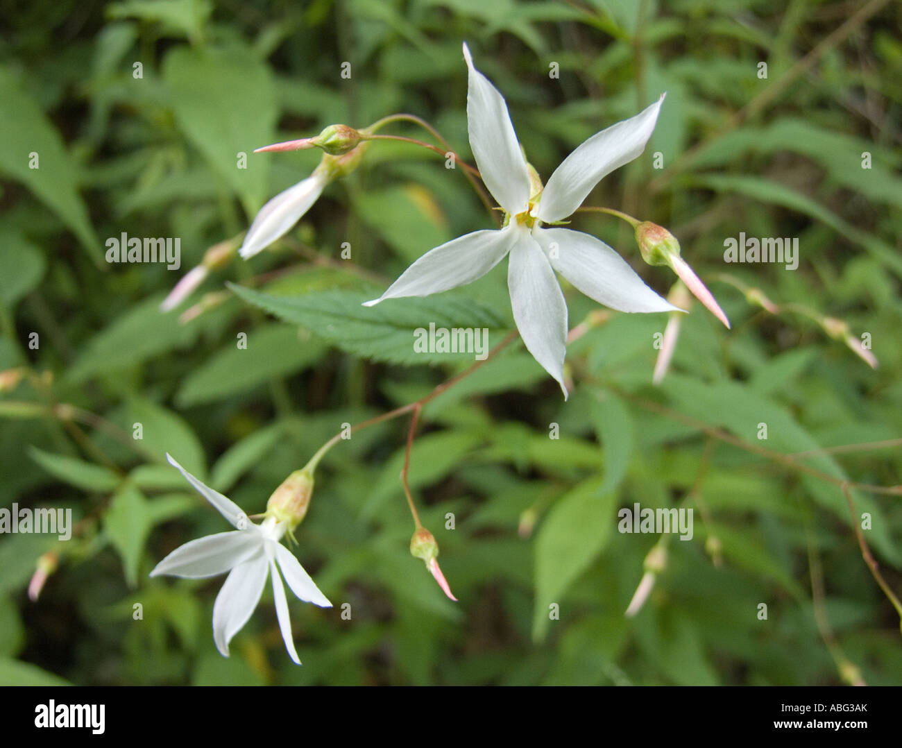 Bowman root hi-res stock photography and images - Alamy