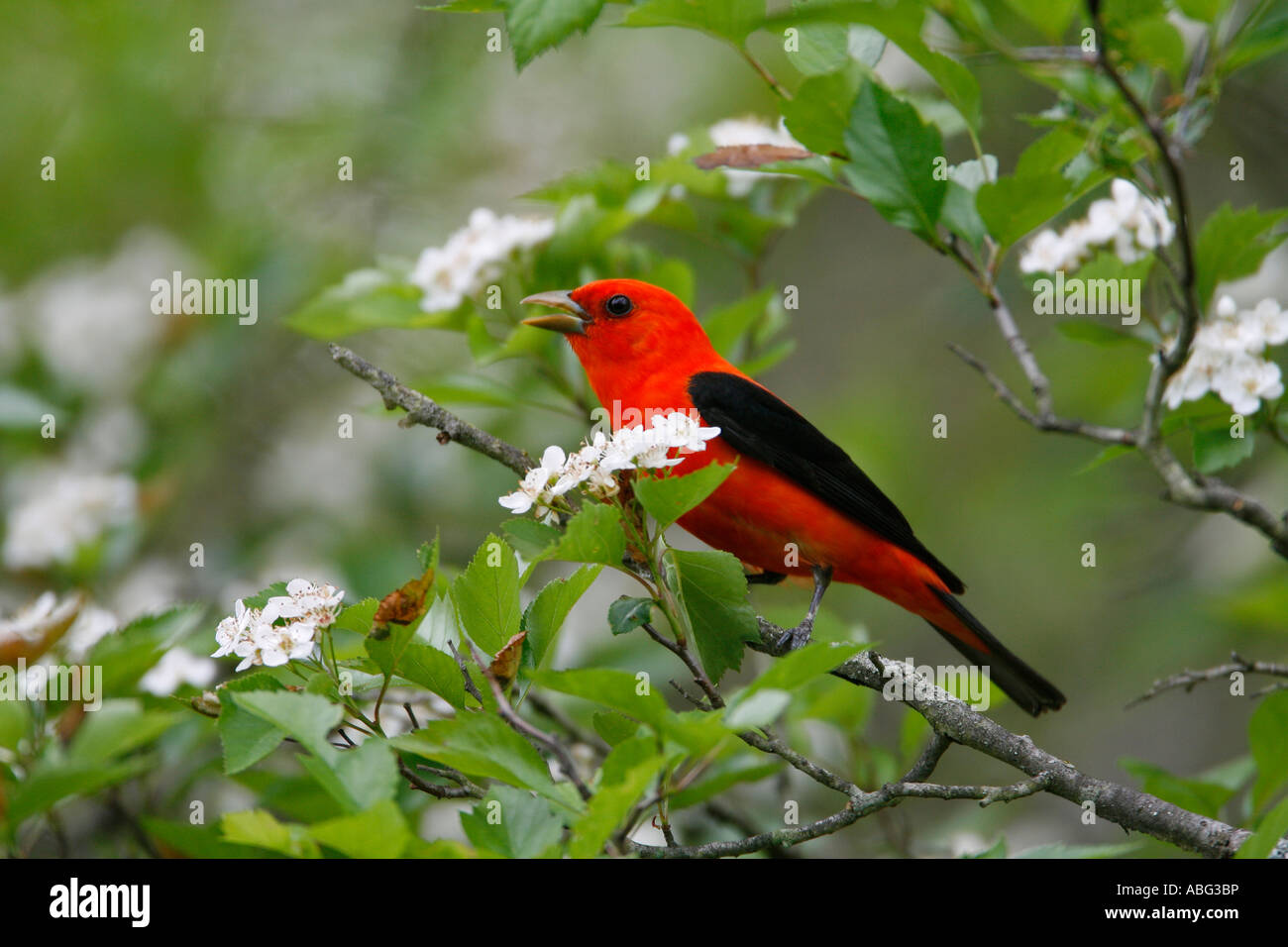 Scarlet tanager in flowers hi-res stock photography and images - Alamy