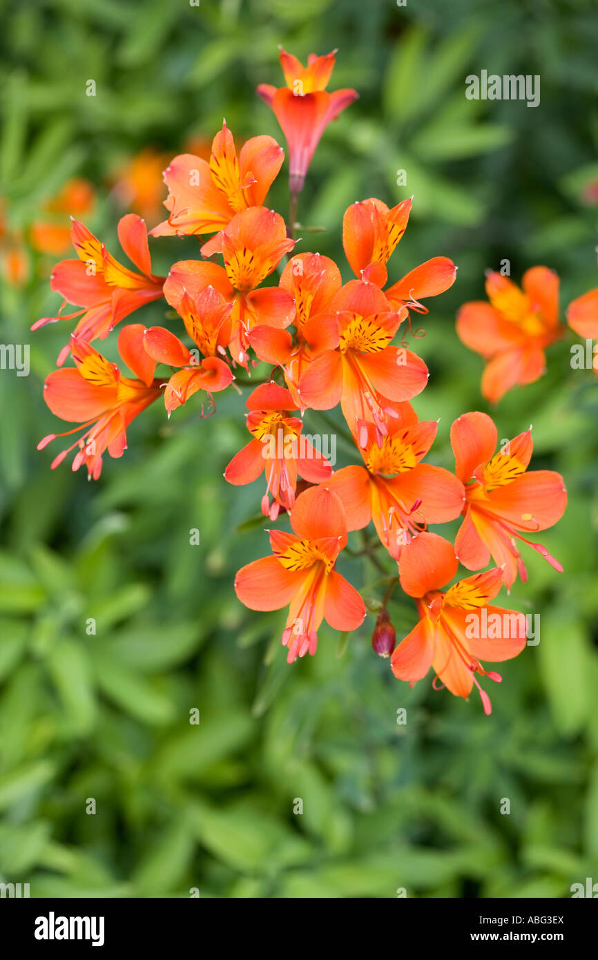 Lily of the incas alstroemeria aurea hi-res stock photography and ...