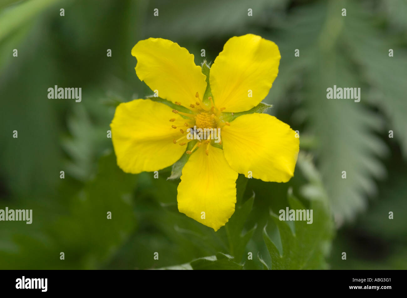 Yellow flower silverweed hi-res stock photography and images - Alamy