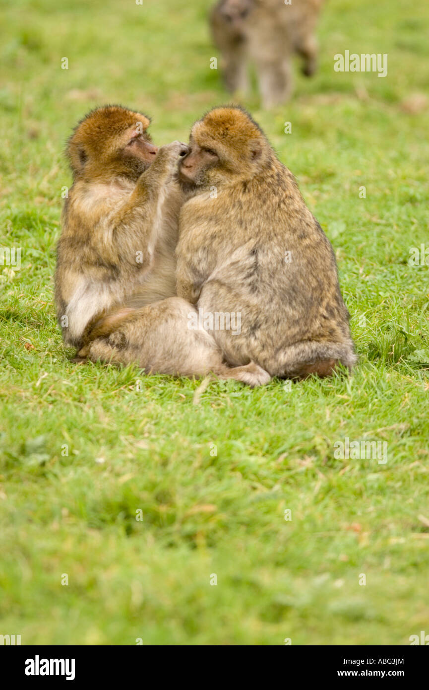 Monkey wrinkled face hi-res stock photography and images - Alamy