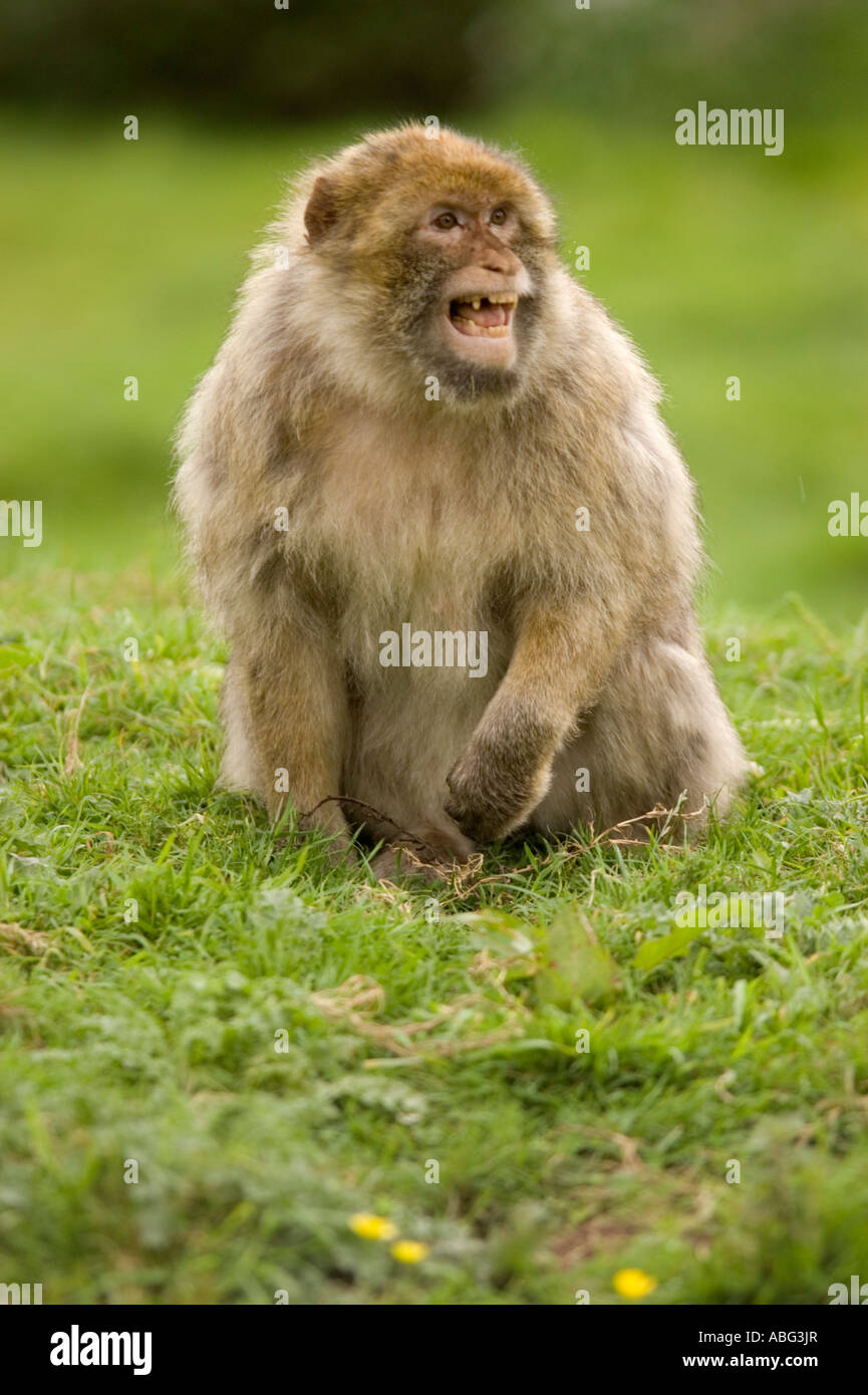 Trentham gardens monkey forest hi-res stock photography and images - Alamy
