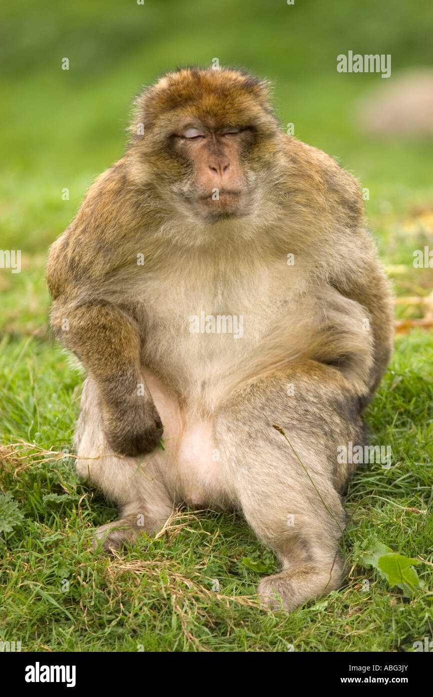 Monkey wrinkled face hi-res stock photography and images - Alamy