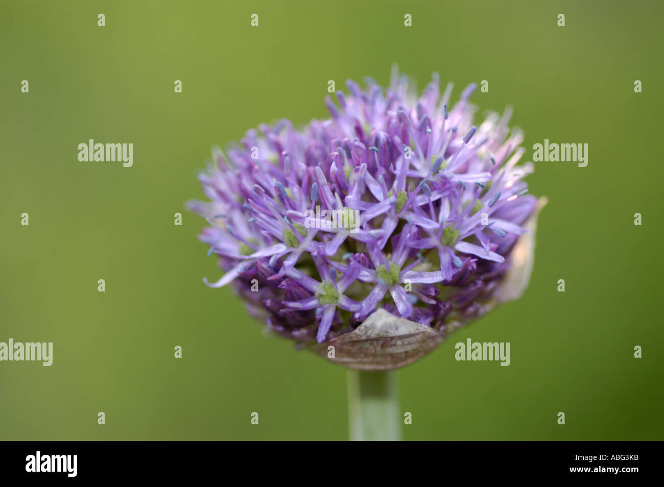 Allium Stipitatum High Resolution Stock Photography and Images - Alamy