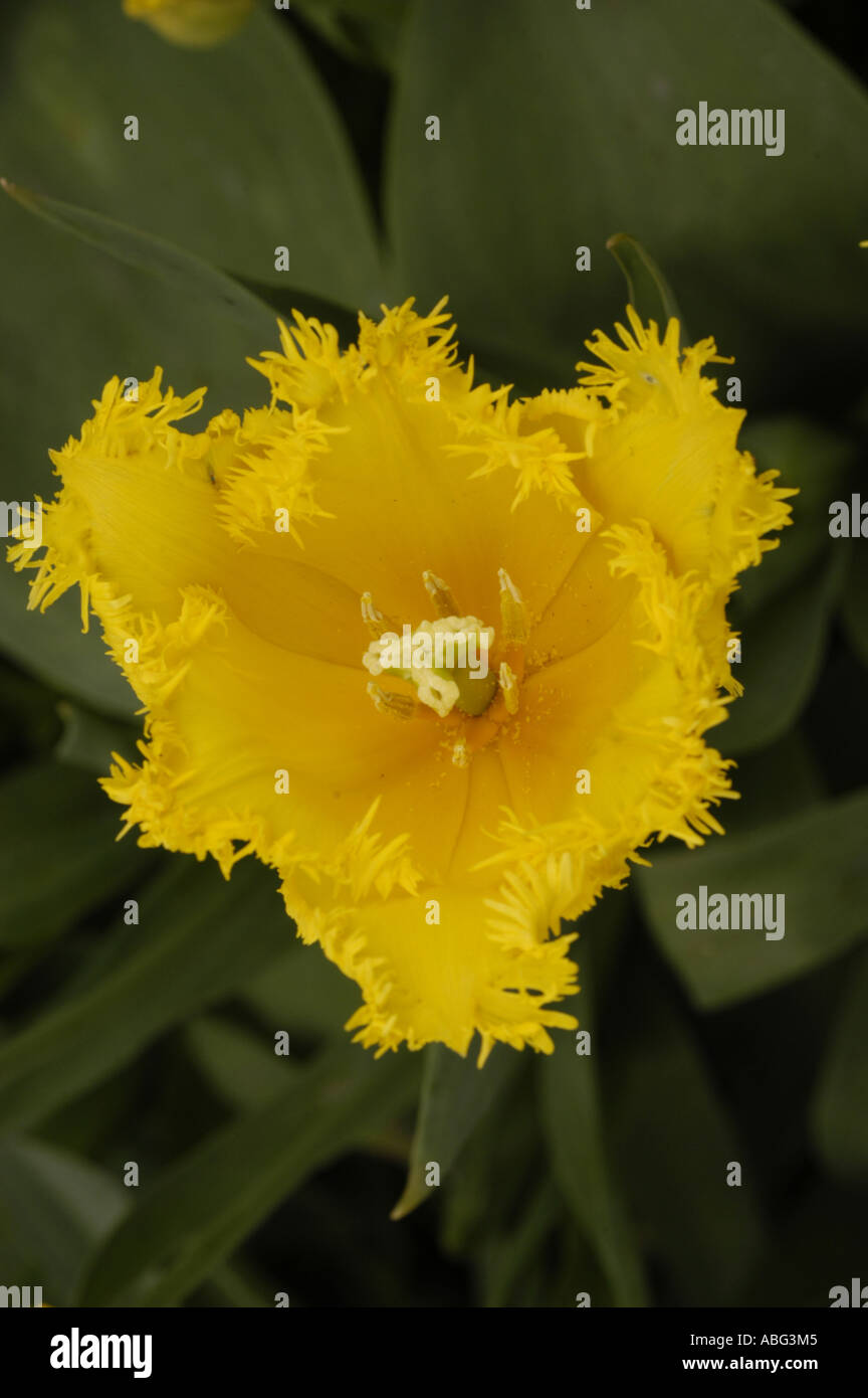 Hamilton Tulip High Resolution Stock Photography and Images - Alamy