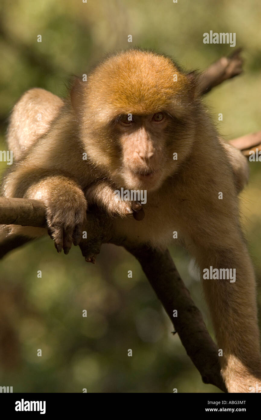 Monkey wrinkled face hi-res stock photography and images - Alamy