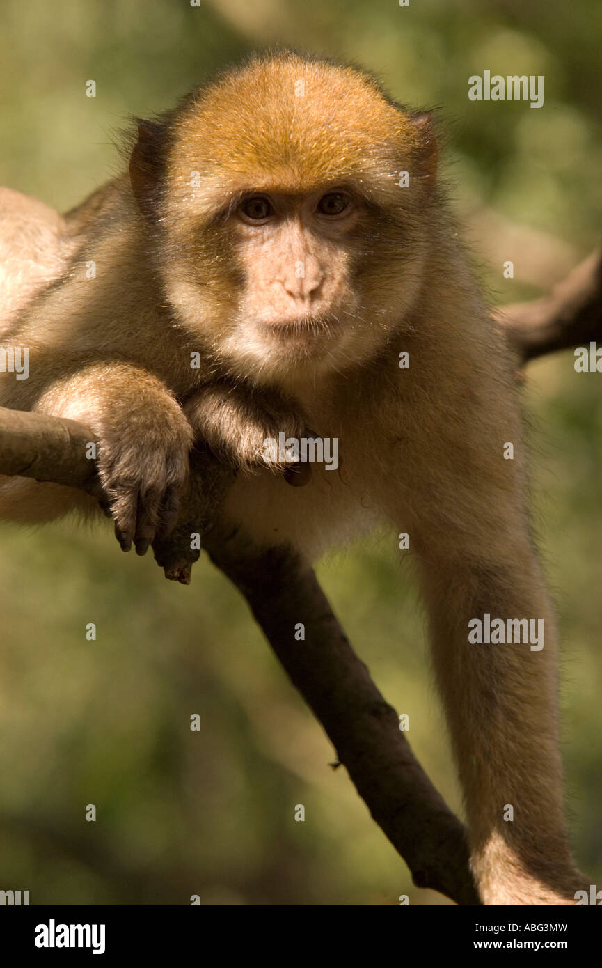 Monkey wrinkled face hi-res stock photography and images - Alamy