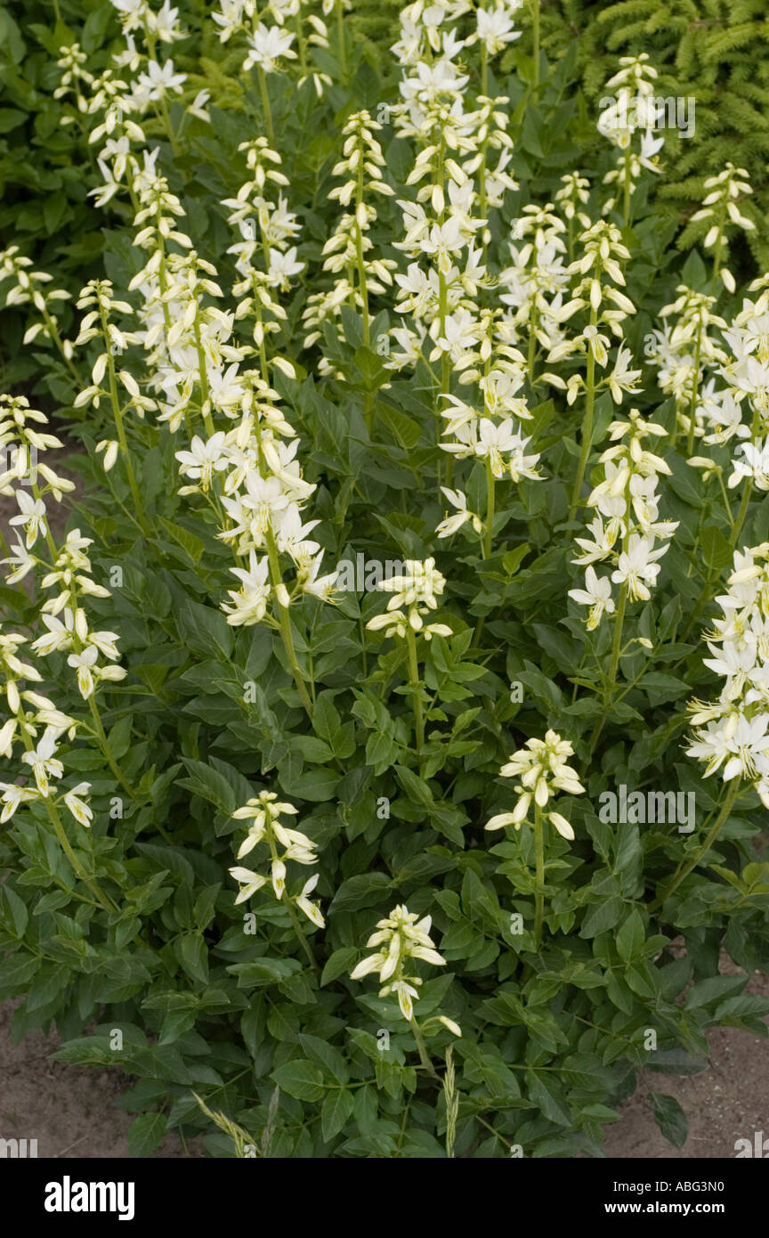 Dictamnus albiflorus hi-res stock photography and images - Alamy