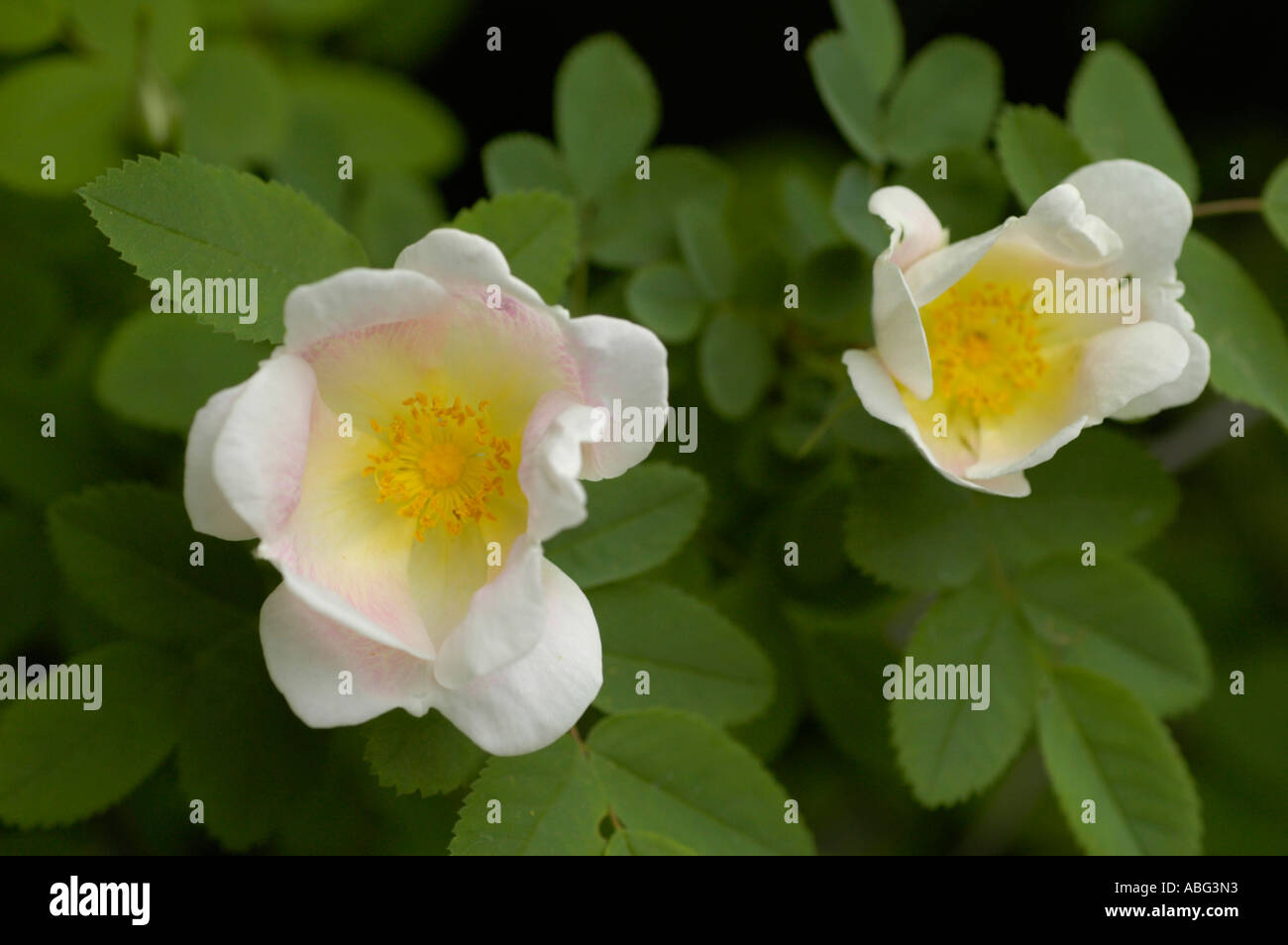 Pair of white yellow roses Rosaceae Rosa acicularis Europe Asia America ...