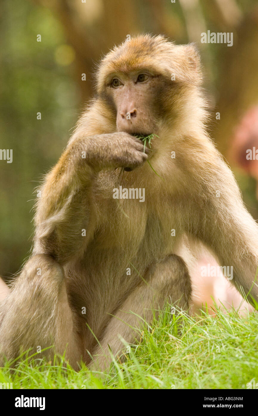 Monkey wrinkled face hi-res stock photography and images - Alamy