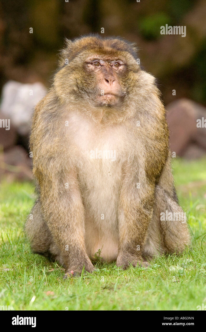 Monkey wrinkled face hi-res stock photography and images - Alamy
