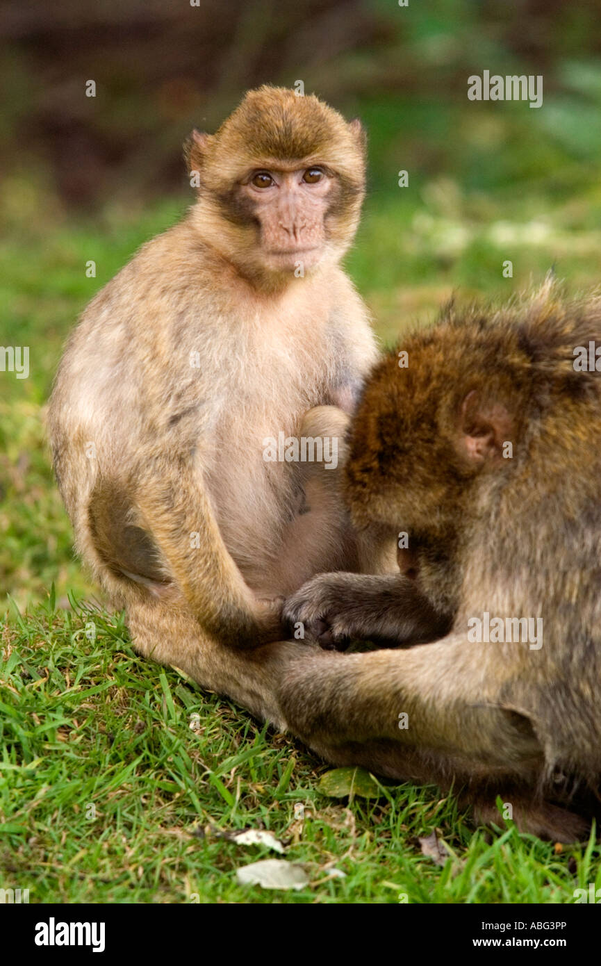 Barbary Macaques at monkey forest as part of trentham gardens near ...