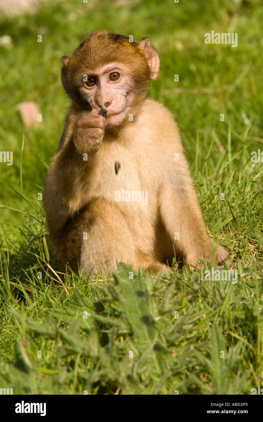 Monkey wrinkled face hi-res stock photography and images - Alamy