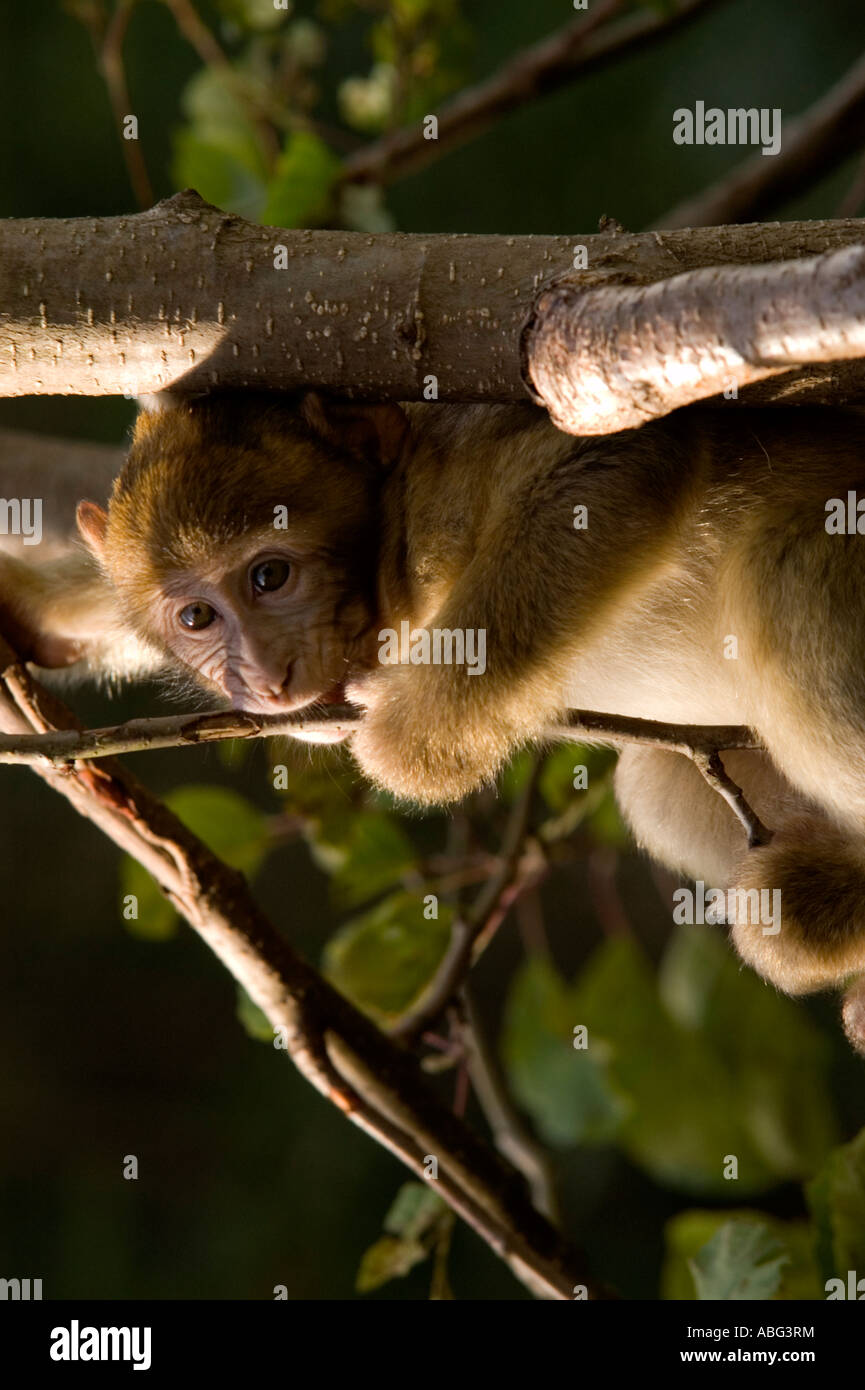 Barbary Macaques at monkey forest as part of trentham gardens near ...