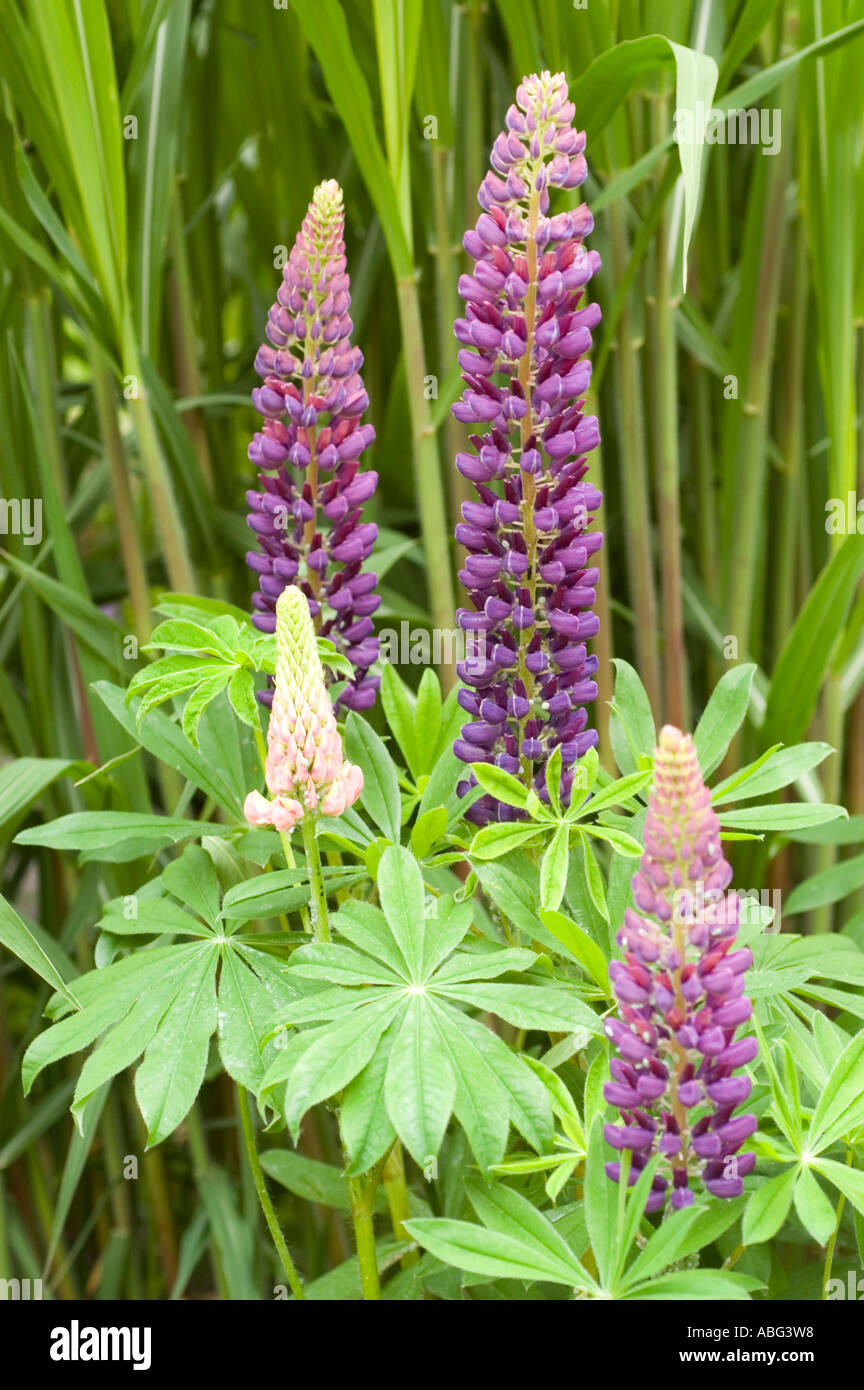 Violet flowers of COMMON NAME Lupins LATIN NAME Lupinus Stock Photo - Alamy