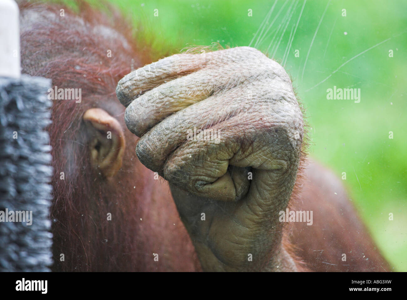 Great ape fist hi-res stock photography and images - Alamy