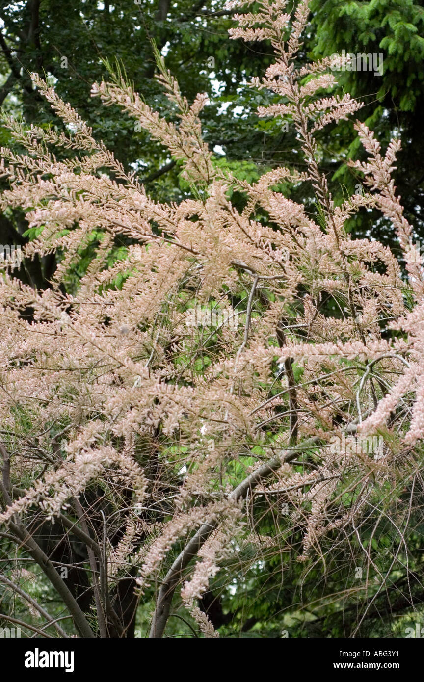 TAMARICACEAE Tamarix Pentandra Stock Photo - Alamy
