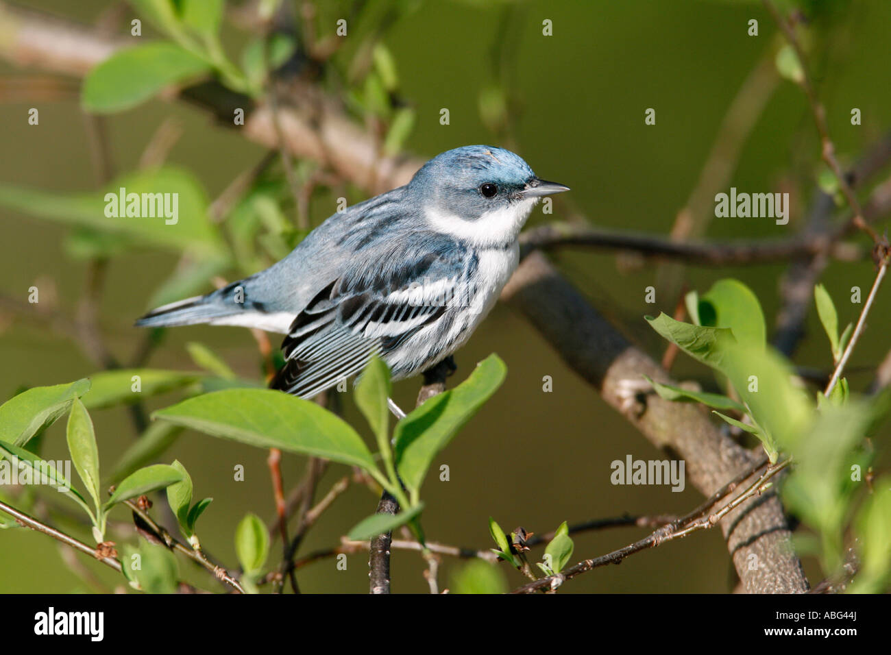 Warblers songbirds dendroica cerulea hi-res stock photography and ...