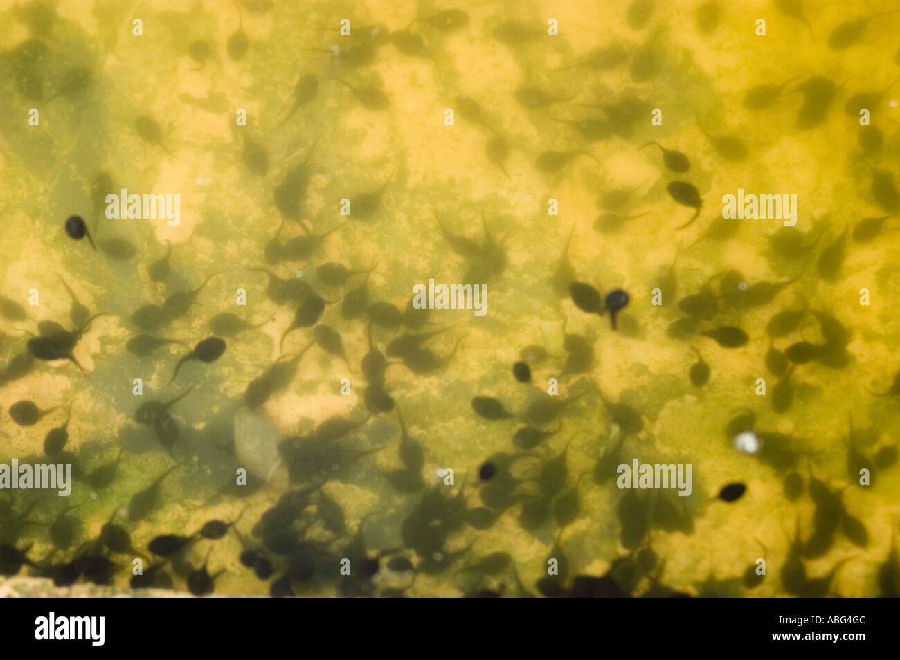 Tadpoles in shallow water hi-res stock photography and images - Alamy