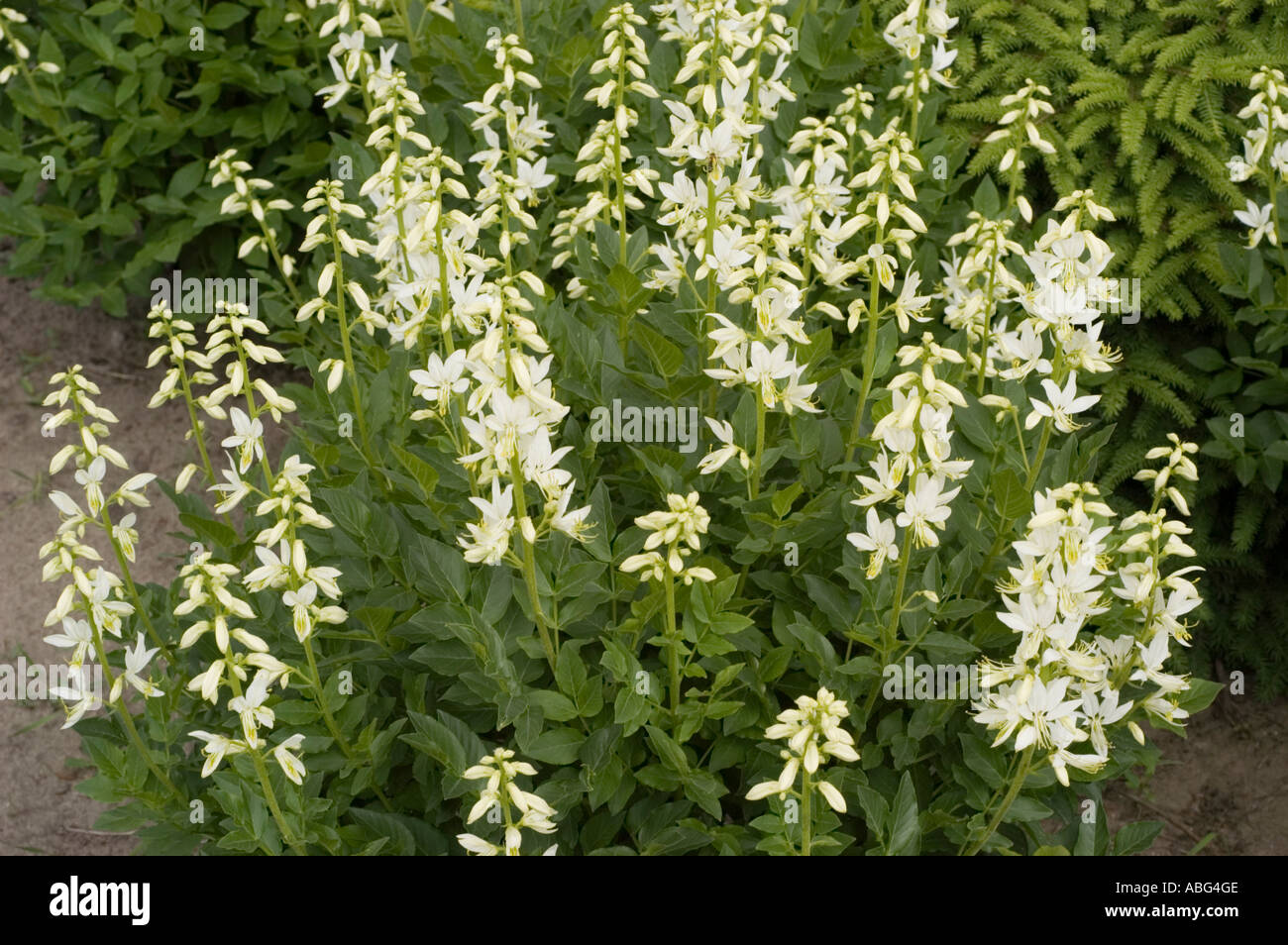 White flowers of Medicinal plant Moses burning bush Rutaceae Dictamnus ...