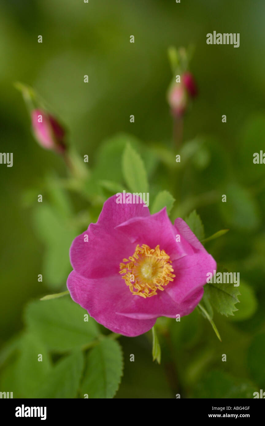 Rose Rosaceae Rosa acicularis Europe Asia America Stock Photo - Alamy