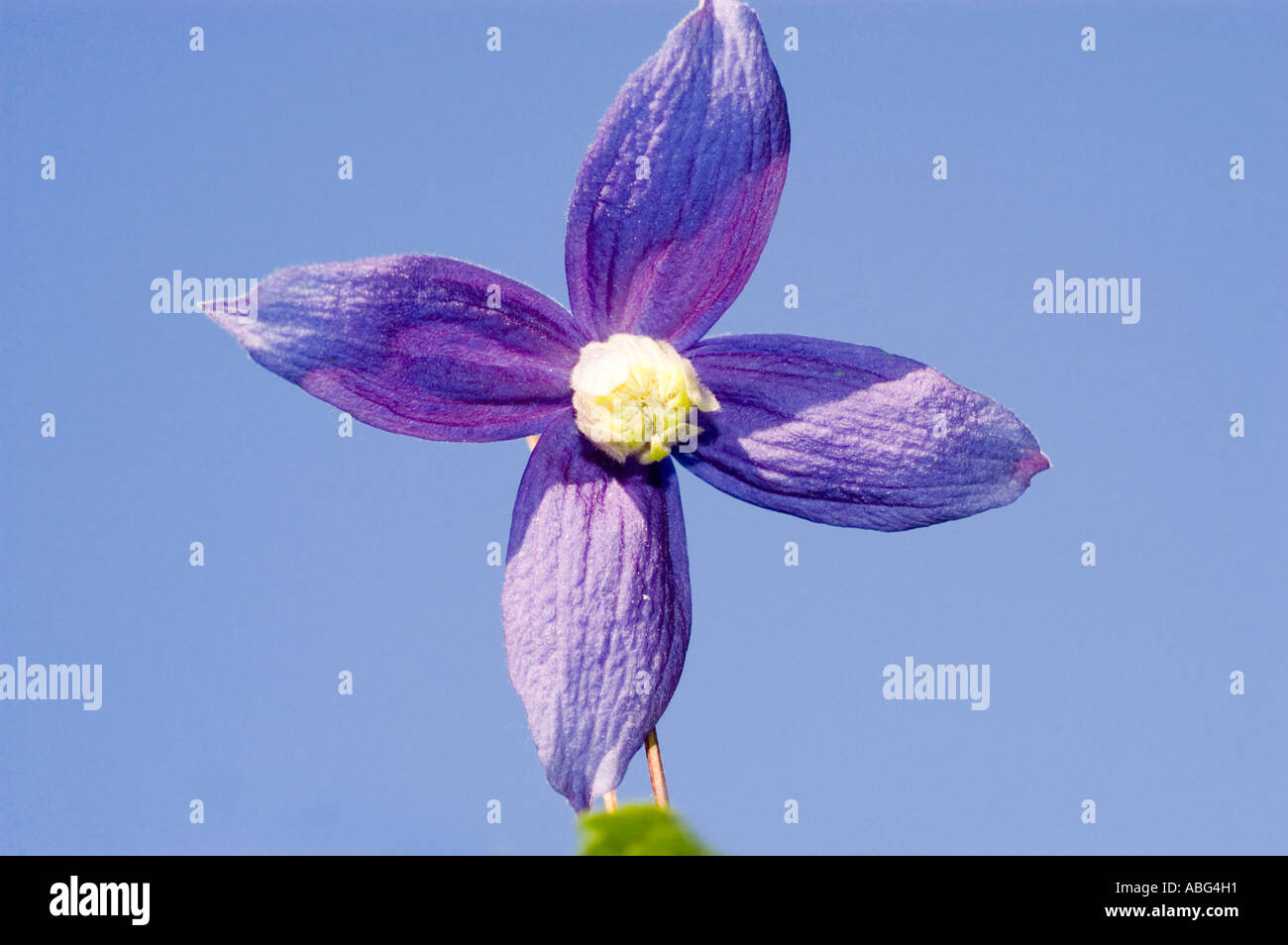 Scenic blue alpine clematis flower with blue sky in background Stock ...