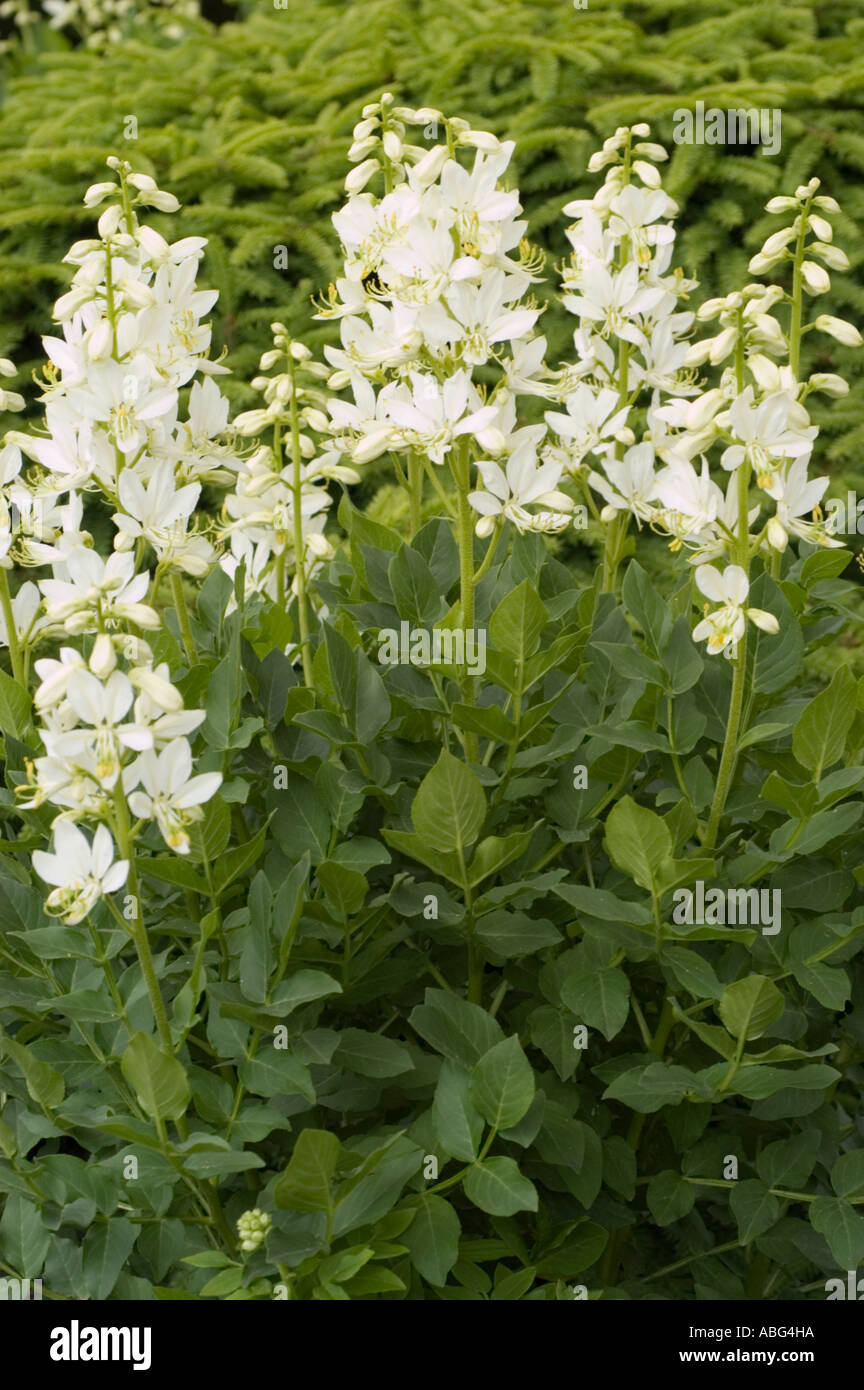 White flowers of medicinal plant Moses burning bush, Dictamnus albus ...