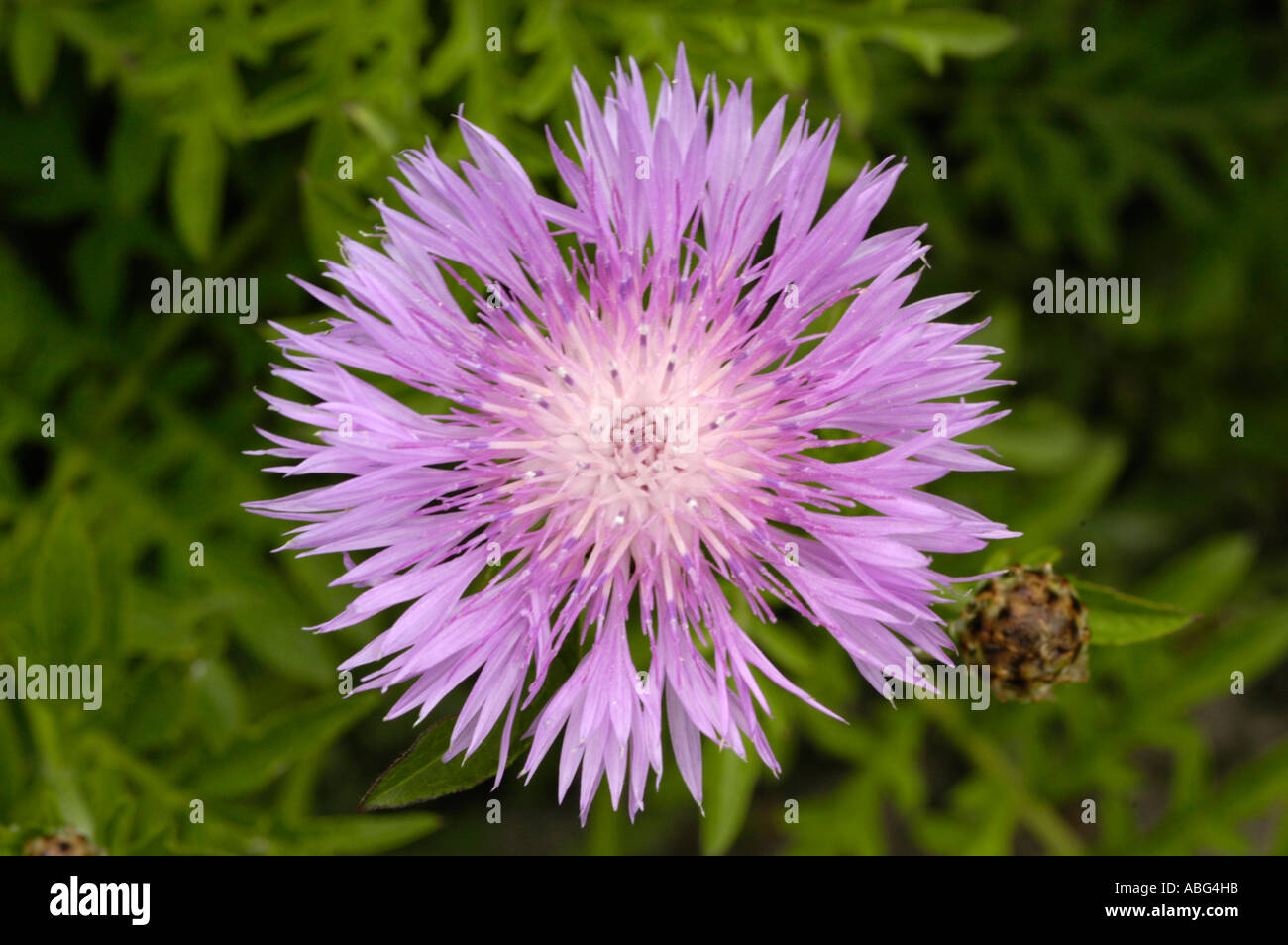 pink bachelors button Asteraceae Centaurea pulcherrima Caucasian range ...