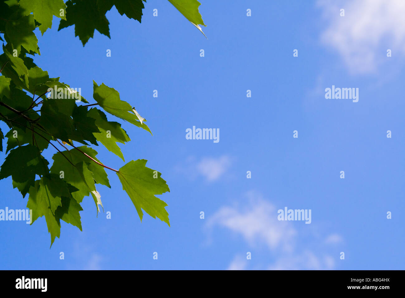 Looking at sky from under tree Stock Photo - Alamy
