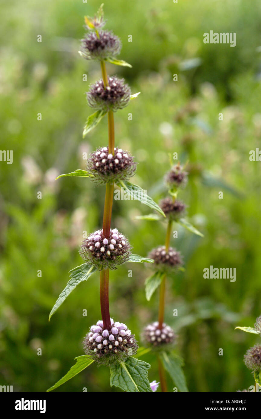 Lamiaceae Phlomis tuberosa Europe Asia Stock Photo - Alamy