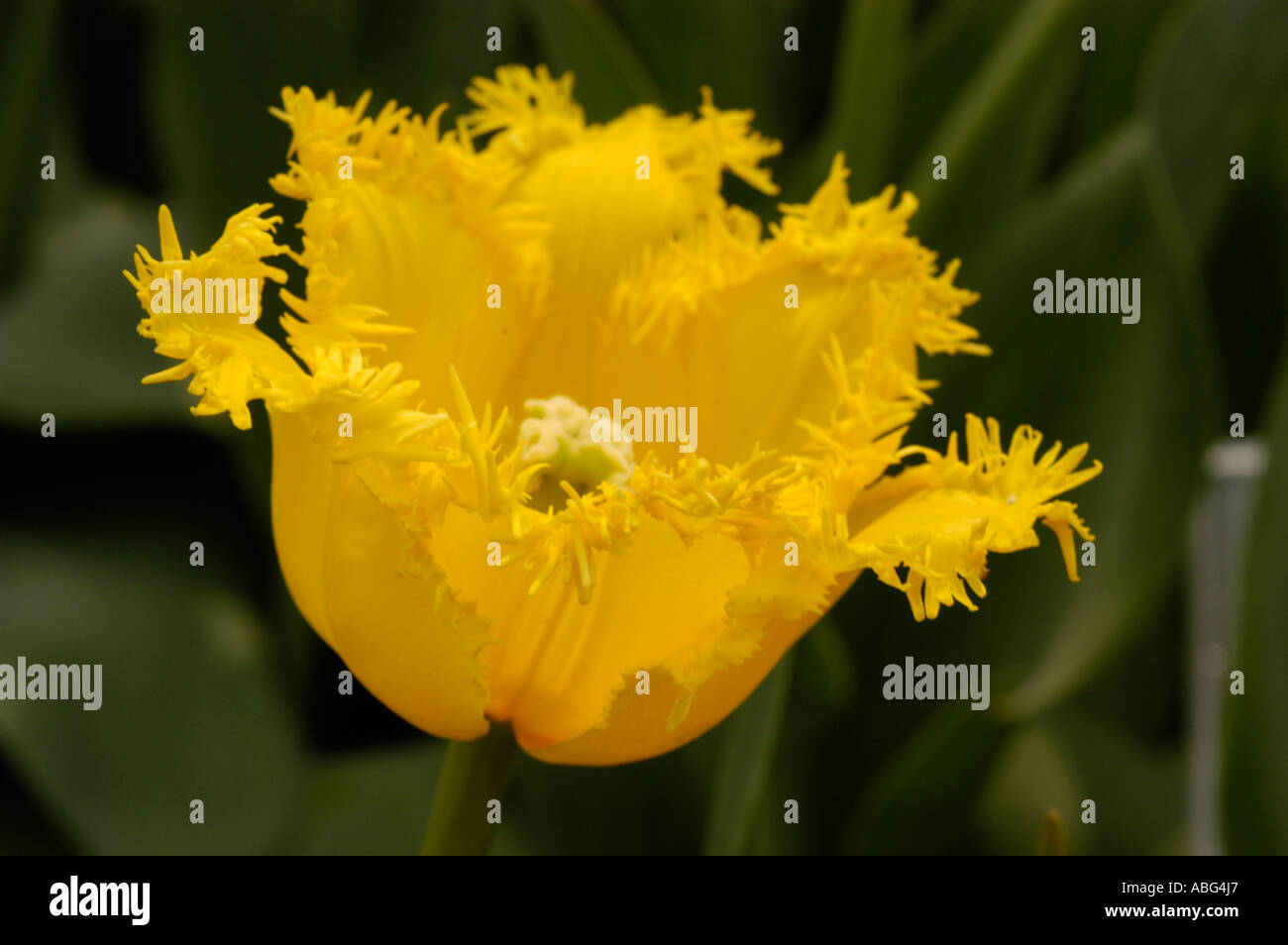 Hamilton tulip hi-res stock photography and images - Alamy