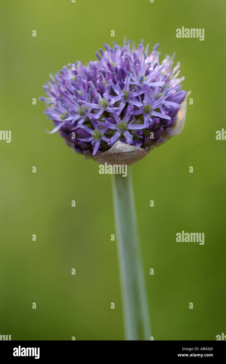 Blue allium flower hi-res stock photography and images - Alamy