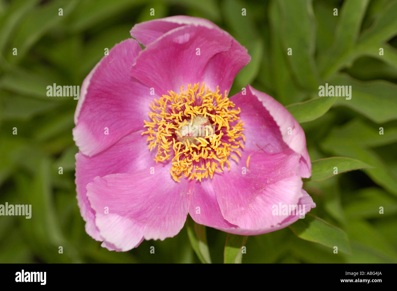 Paeonia paeoniaceae hi-res stock photography and images - Alamy