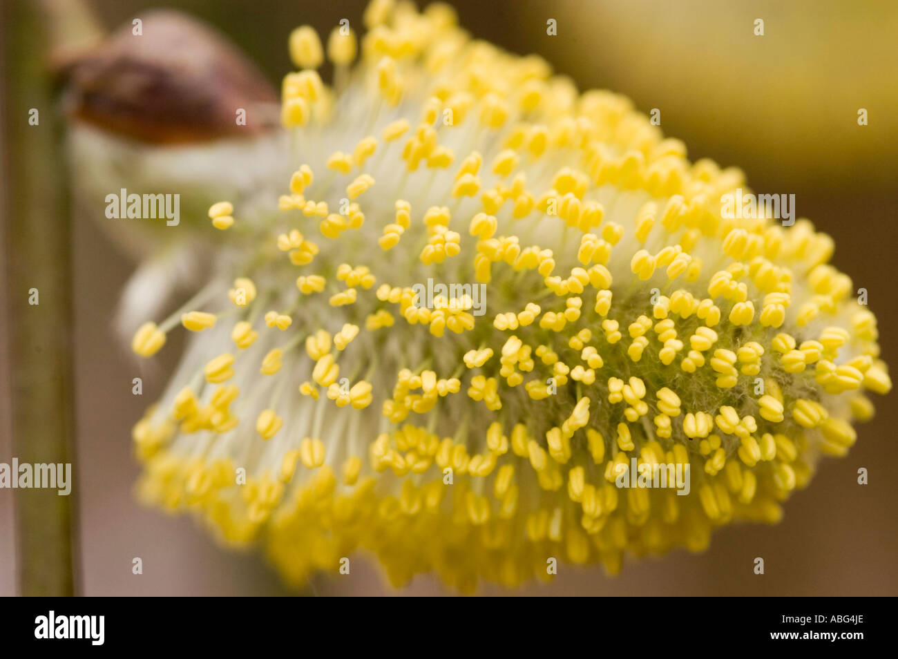 Yellow willow catkins closeup with pollen Stock Photo - Alamy