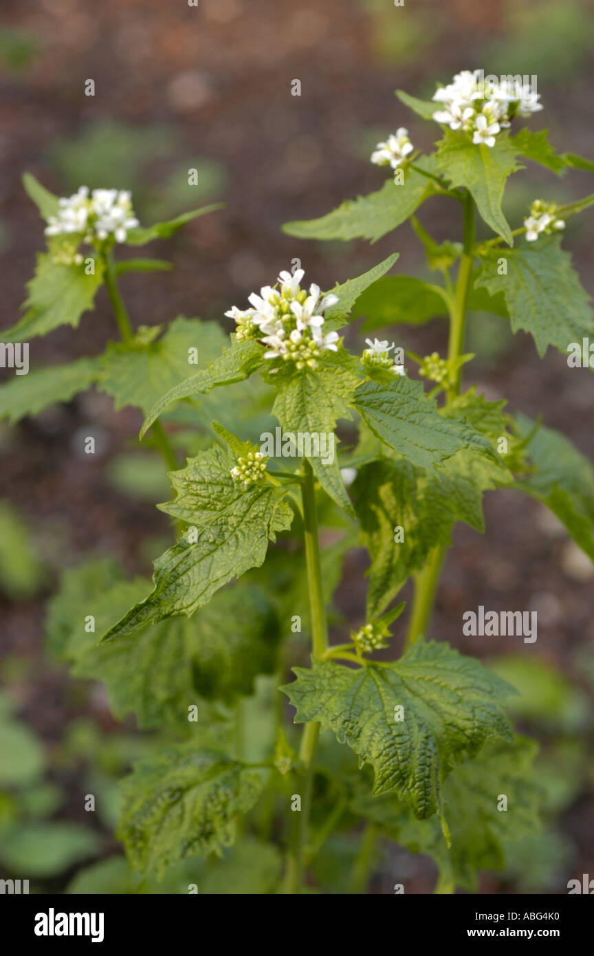 The invasive Garlic Mustard plant Alliaria petiolata Stock Photo - Alamy