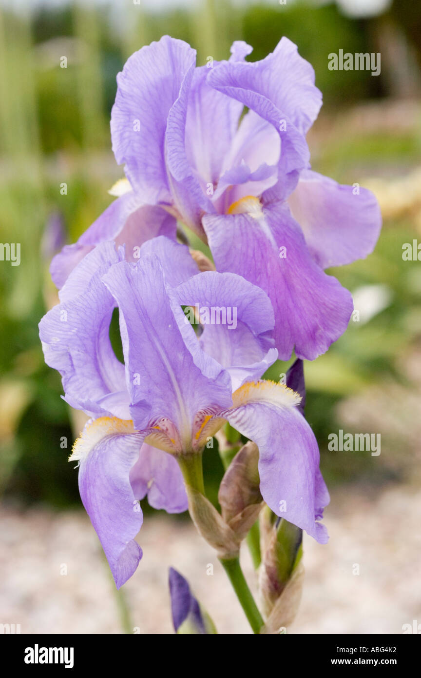 Light purple iris barbata elatior hi-res stock photography and images ...