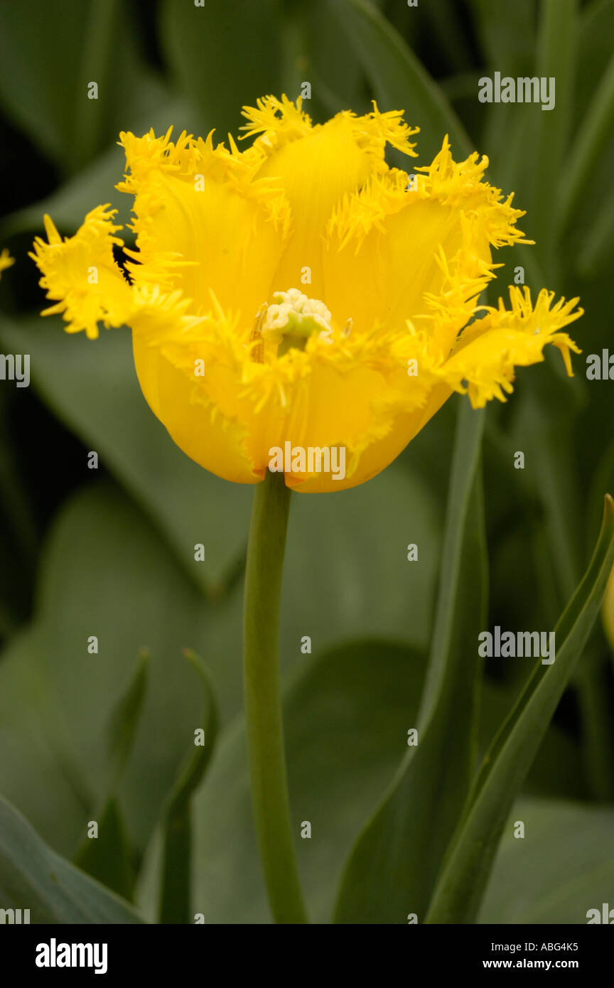 Hamilton Tulip High Resolution Stock Photography and Images - Alamy