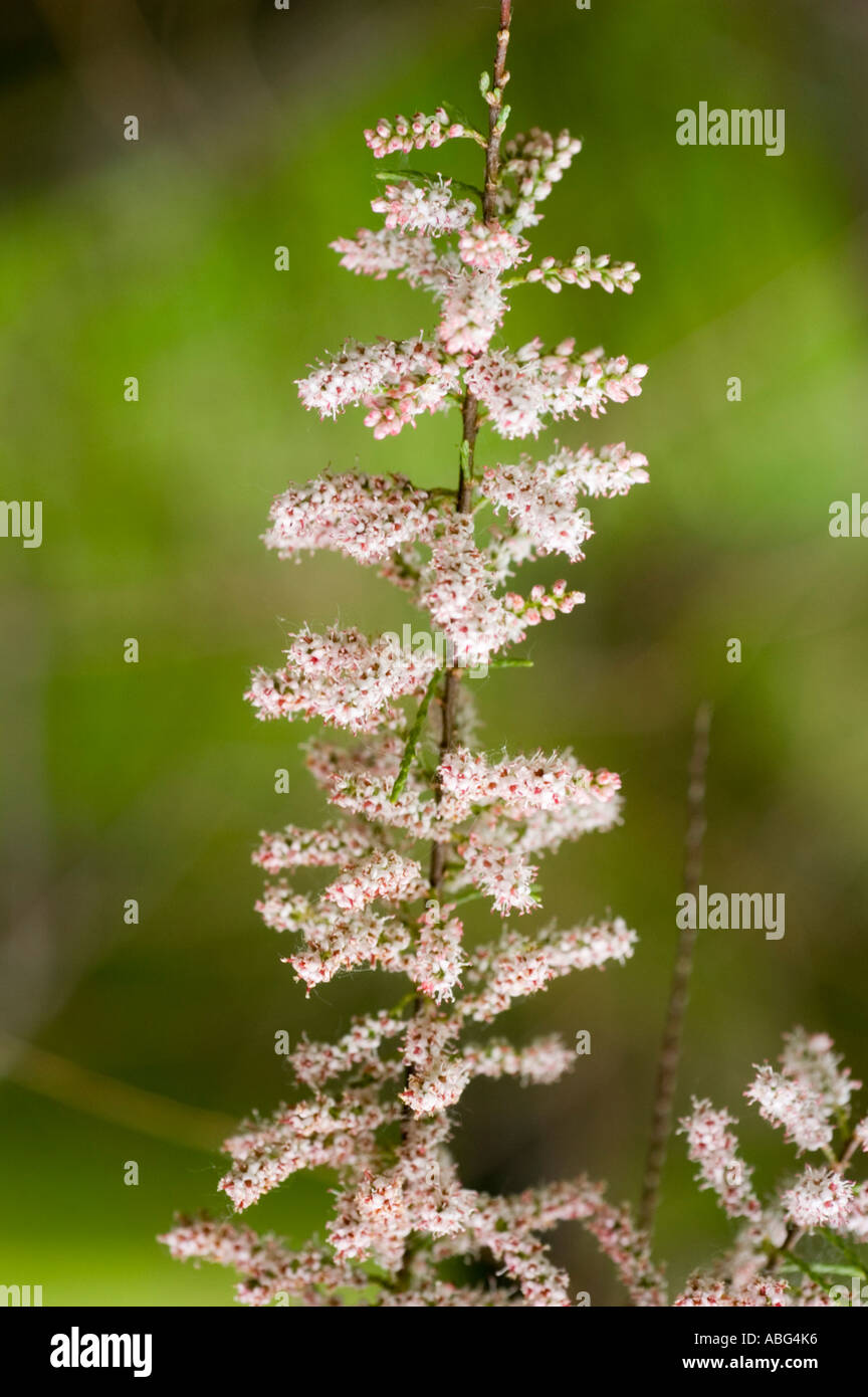 Tamarix Pentandra High Resolution Stock Photography and Images - Alamy