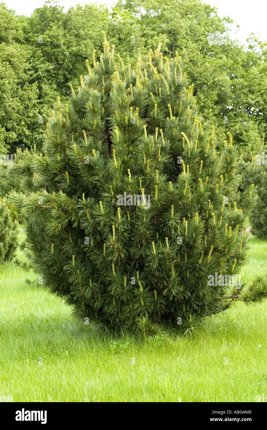 Swiss stone pine pinus cembra Stock Photo - Alamy