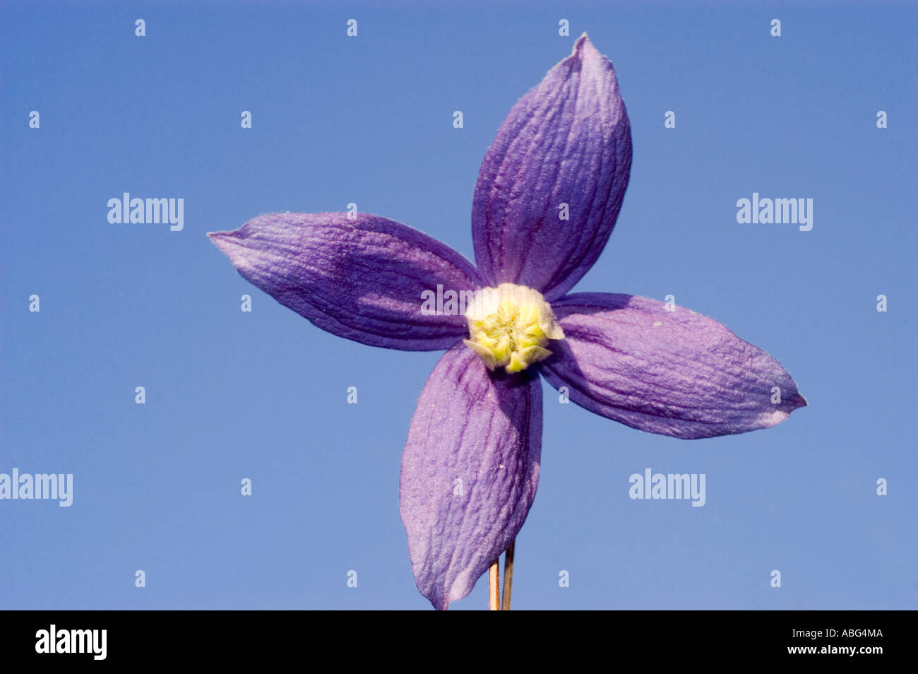 Clematis blue flower hi-res stock photography and images - Alamy