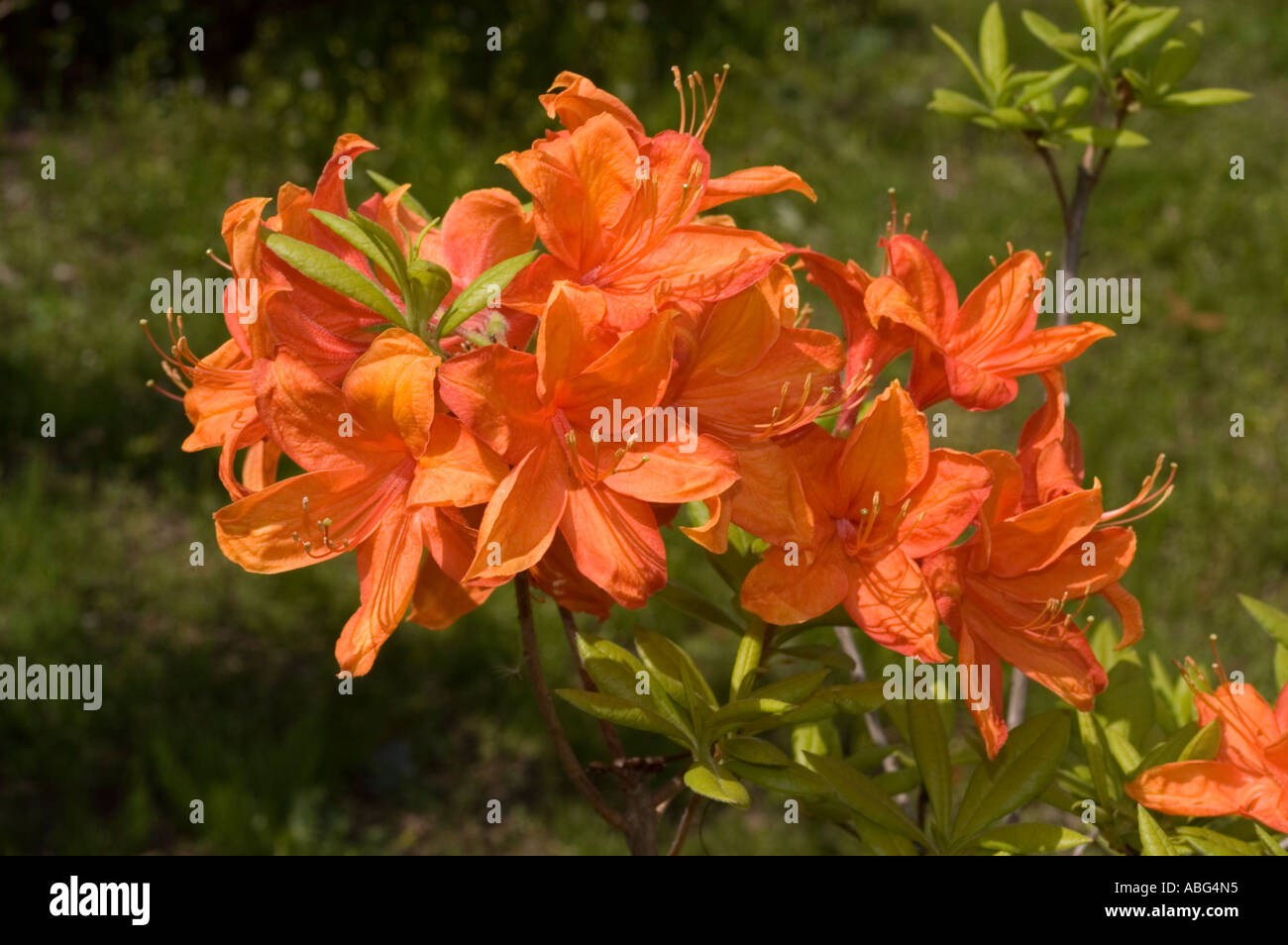 Pale red azalea Ericaceae Rhododendron Golden eagle Stock Photo - Alamy