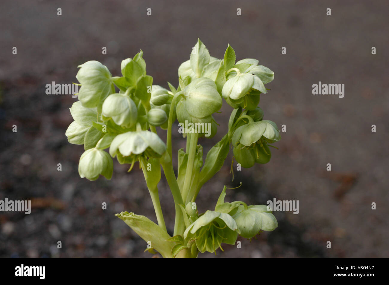 Lividus hi-res stock photography and images - Alamy