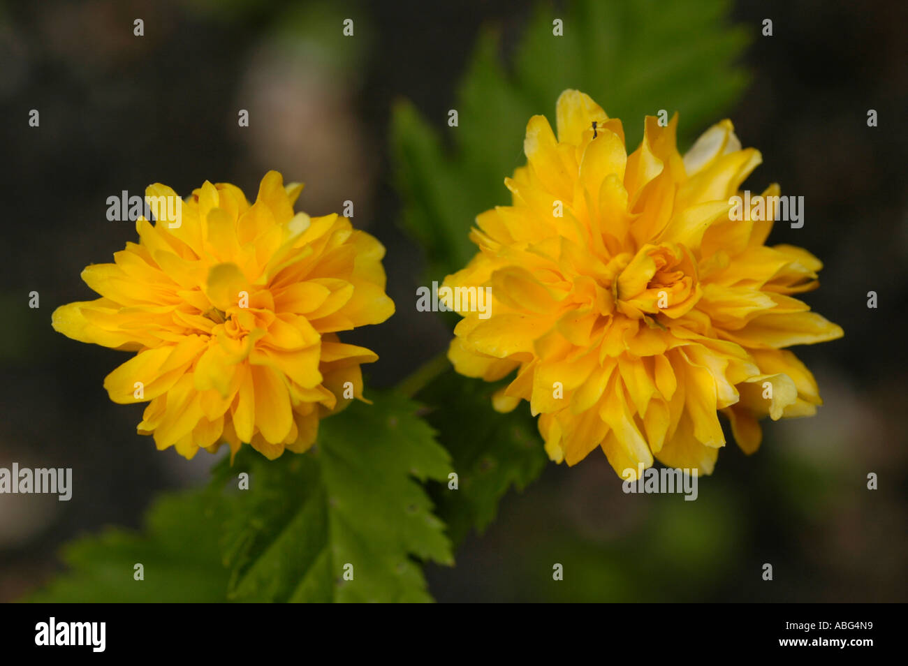 Japanese kerria yellow flowers hi-res stock photography and images - Alamy