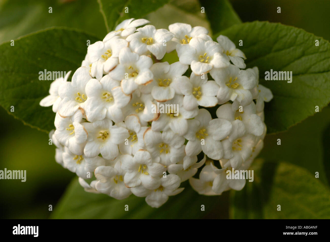 White flowers wayfaring tree hi-res stock photography and images - Alamy
