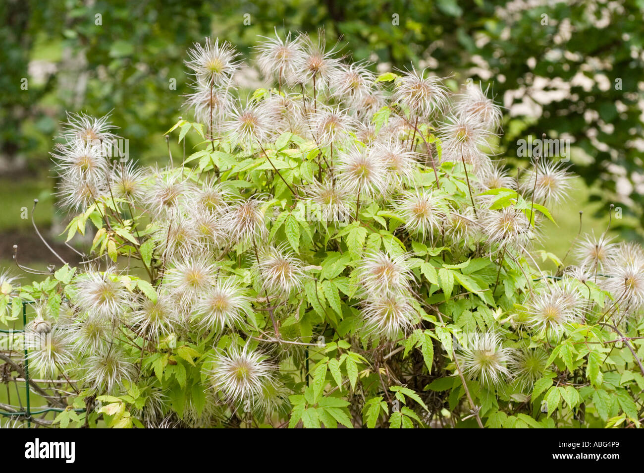 Hairy fruits of Alpine clematis Stock Photo - Alamy