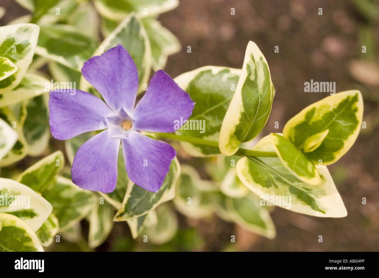 Violet blue flower of Greater periwinkle (Vinca major Variegata) with ...
